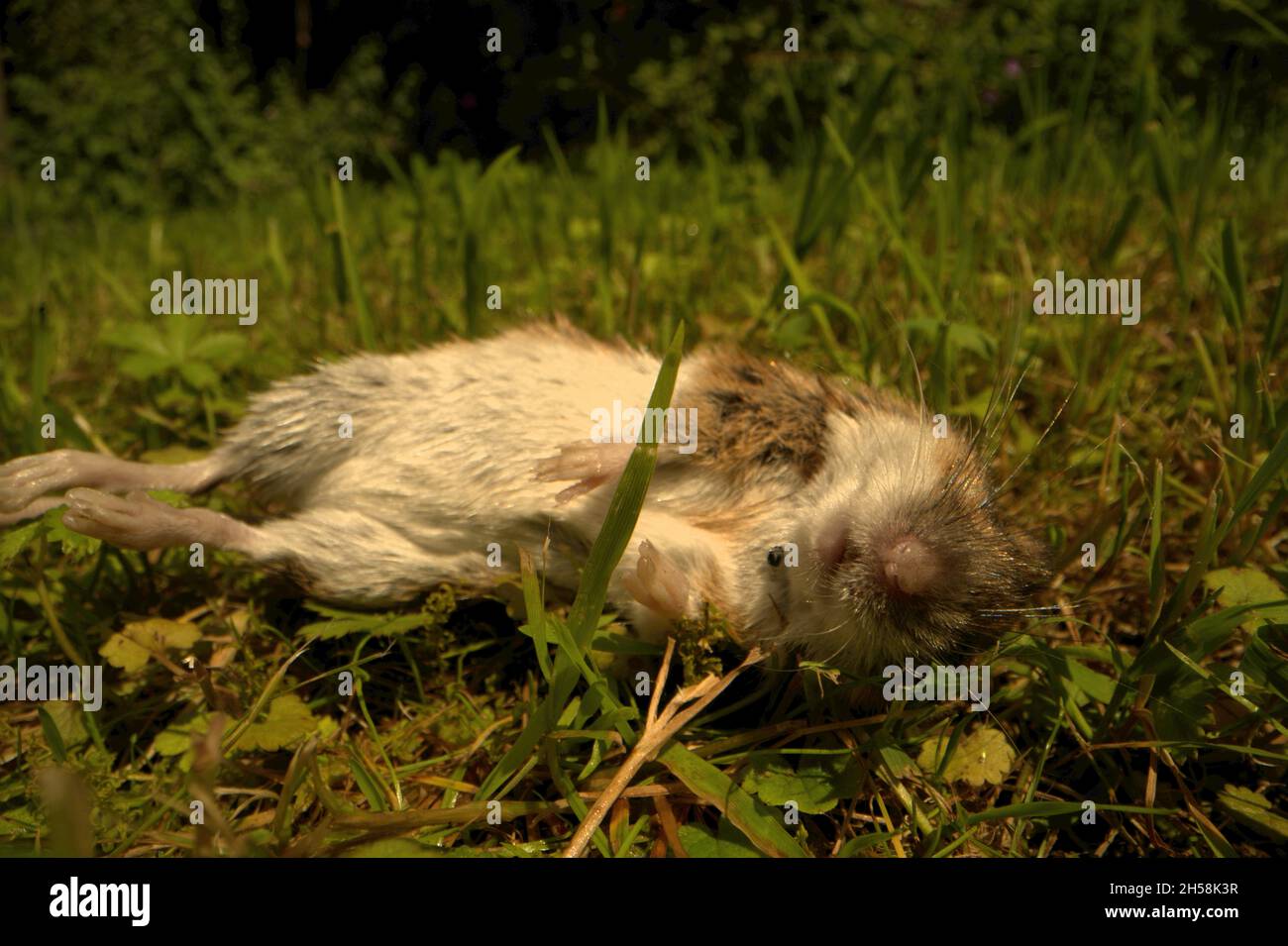 Dead field mouse, killed by cat, lying on lawn Stock Photo - Alamy