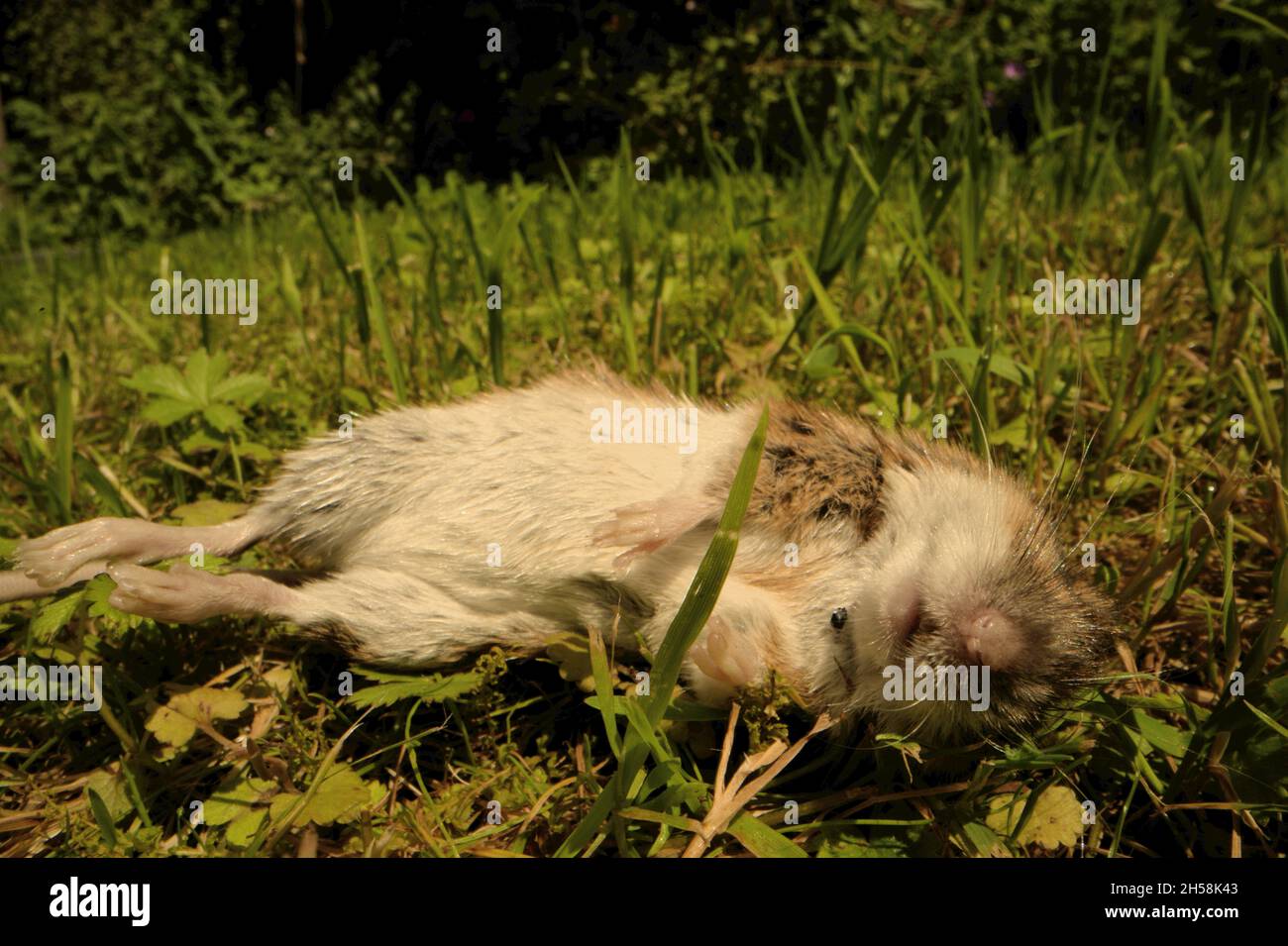 Dead field mouse, killed by cat, lying on lawn Stock Photo - Alamy