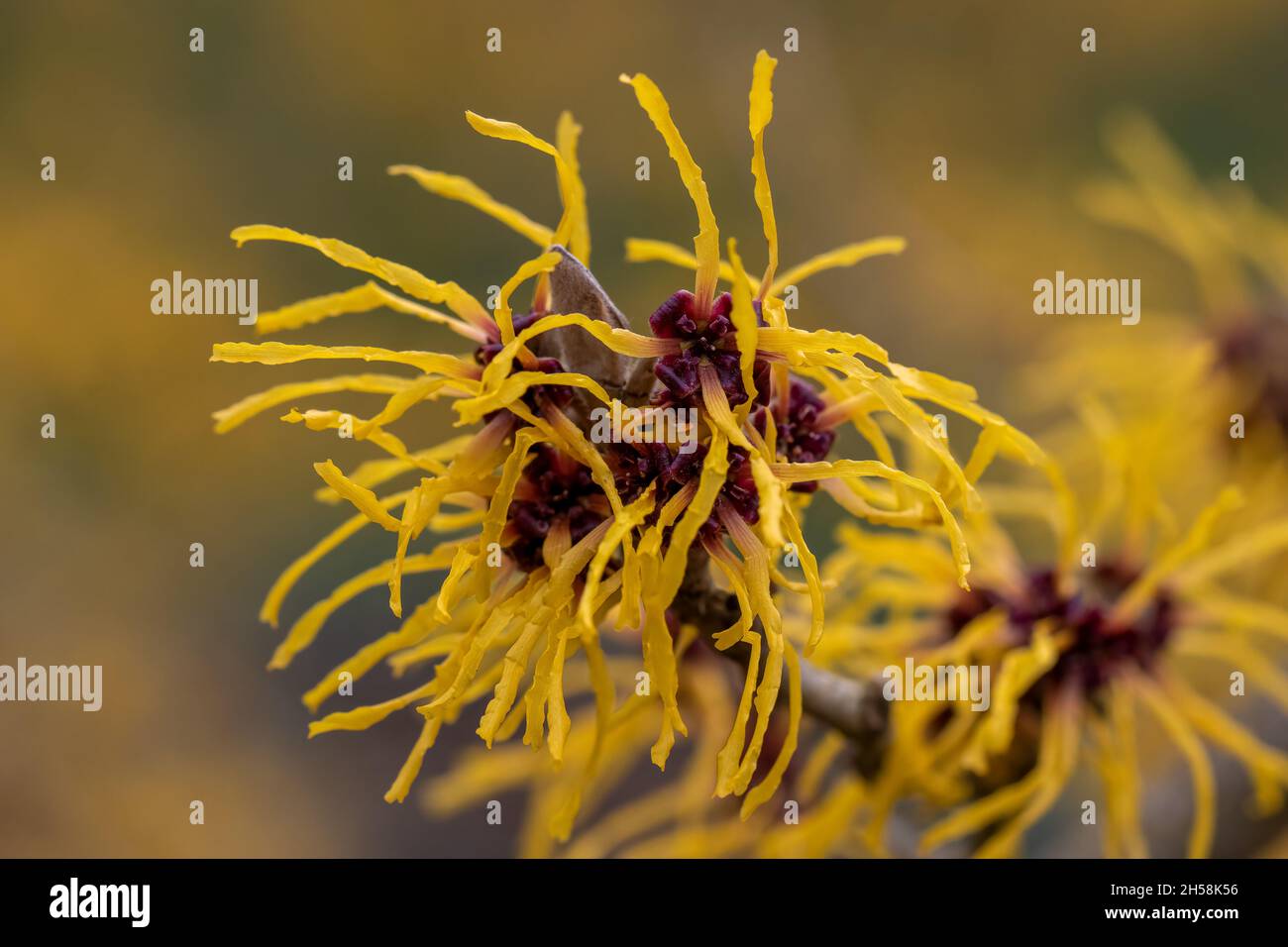 Hamamelis x intermedia Barmstedt Gold flower in winter Stock Photo - Alamy
