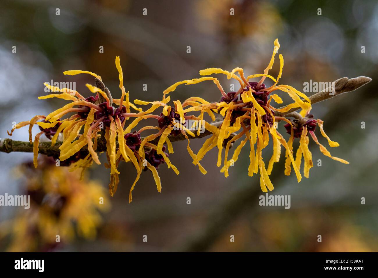 Hamamelis x intermedia Orange flowers in winter Stock Photo - Alamy