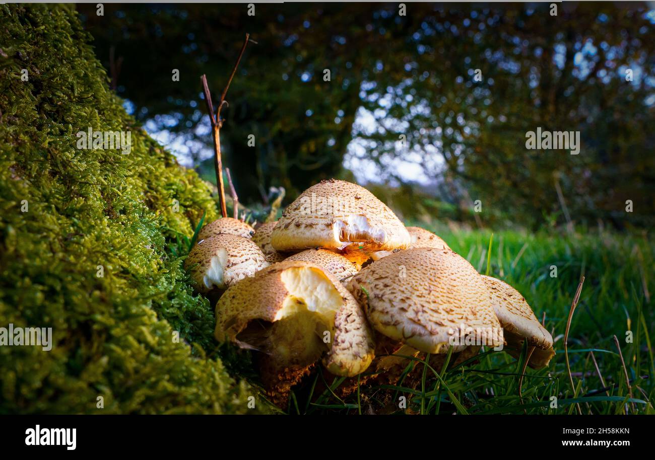 a troop of young Prince mushrooms (Agaricus augustus Stock Photo - Alamy