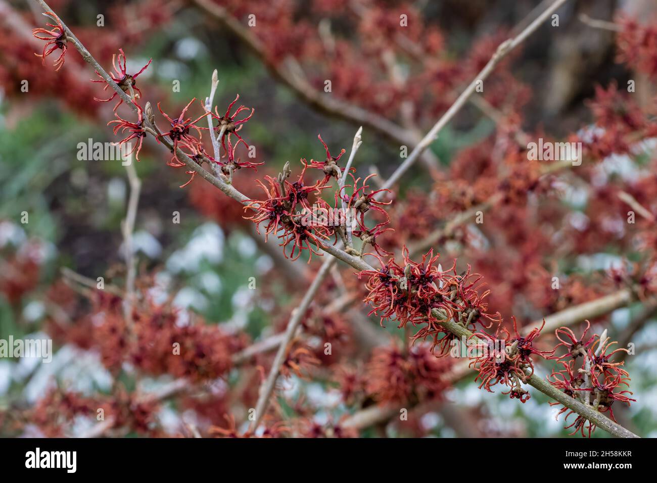 Red Hamamelis x intermedia Rubin flowers in winter Stock Photo - Alamy