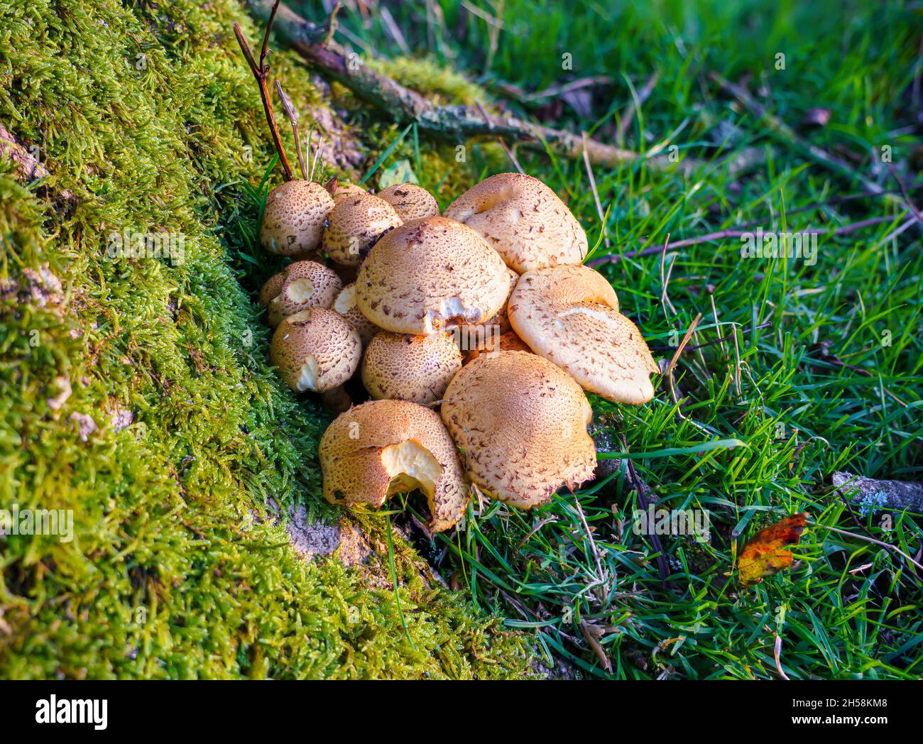 a troop of young Prince mushrooms (Agaricus augustus Stock Photo - Alamy