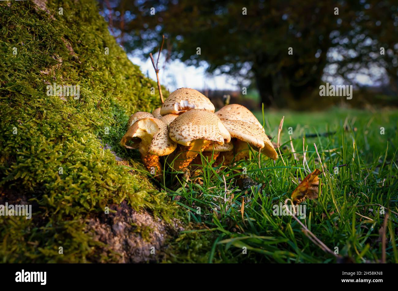 a troop of young Prince mushrooms (Agaricus augustus Stock Photo - Alamy
