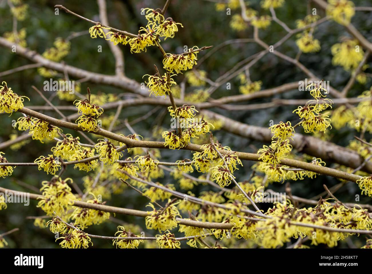 Hamamelis x intermedia Savil Starlight flowers in spring Stock Photo ...