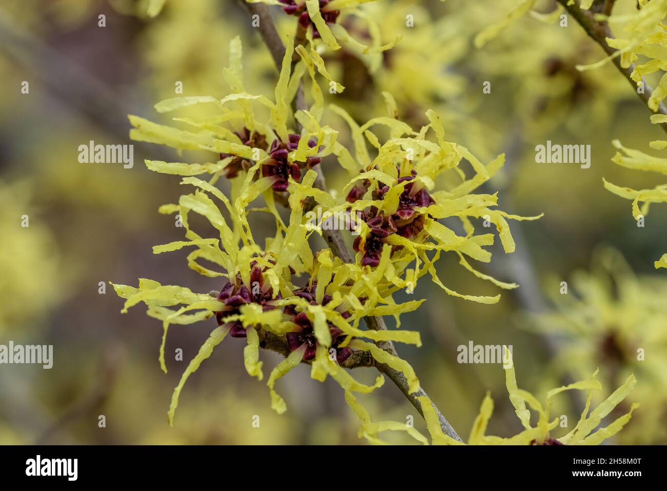 Hamamelis x intermedia sunburst hi-res stock photography and images - Alamy