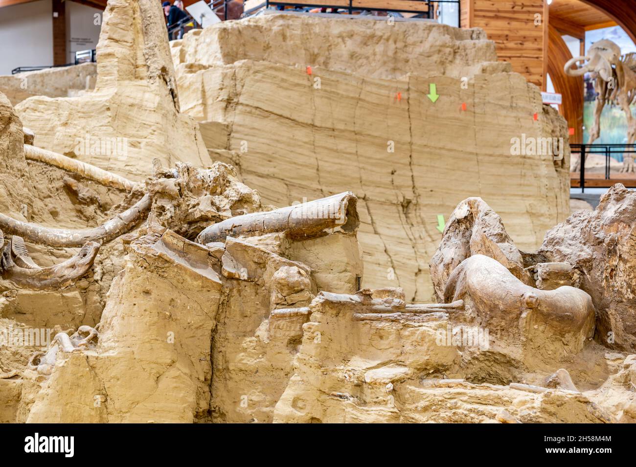 Woolly mammoth excavation hi-res stock photography and images - Alamy