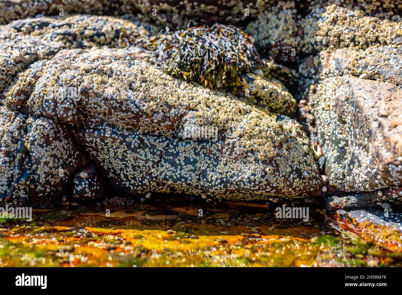 Exposed barnacles on a rock at low tide near pools of salt water Stock ...