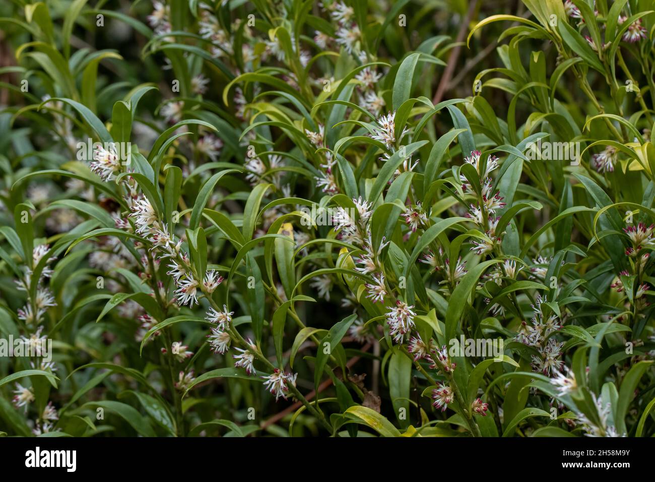 Sarcococca hookeriana hi-res stock photography and images - Alamy