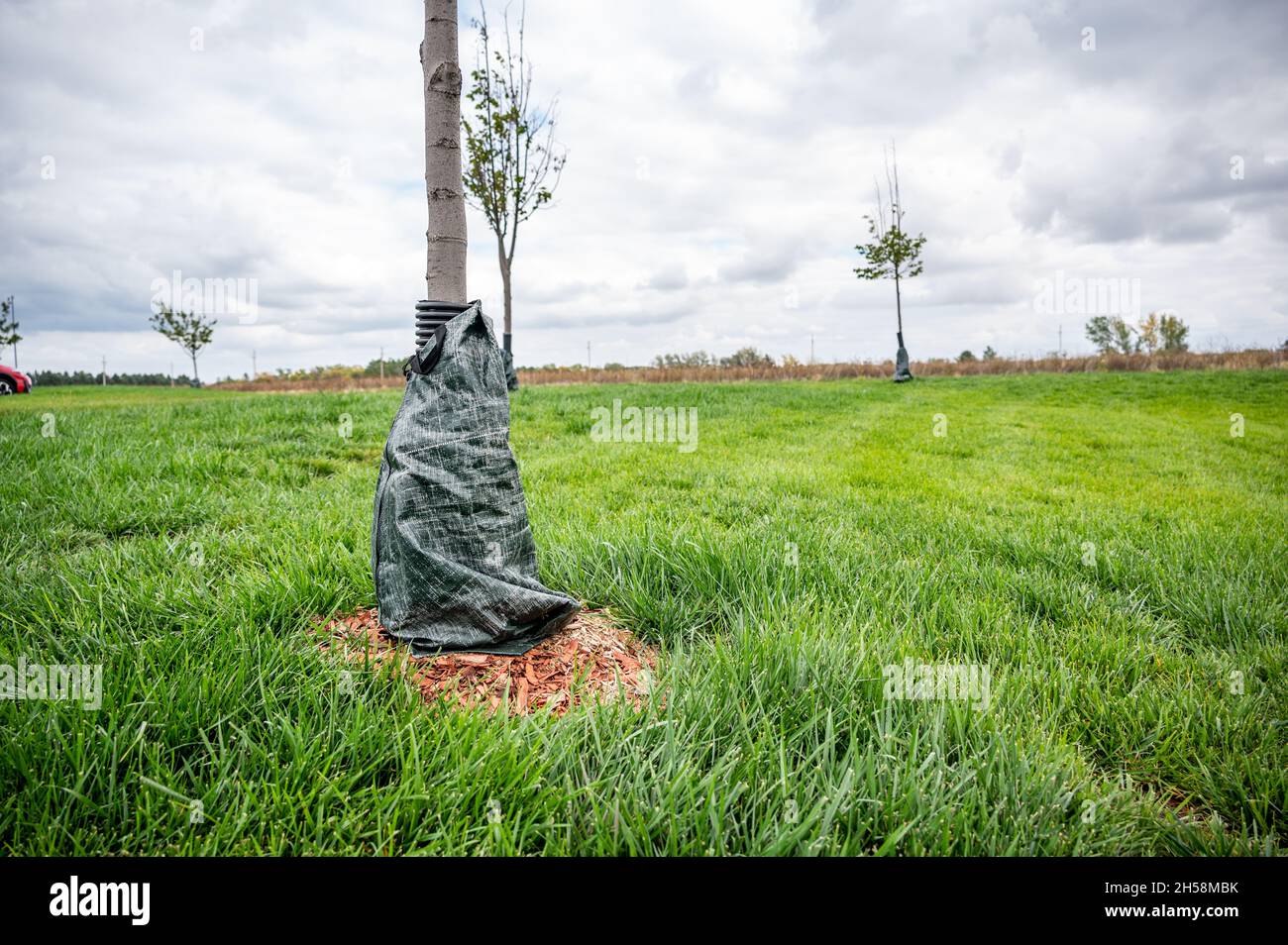 Protection from rabbits hi-res stock photography and images - Alamy