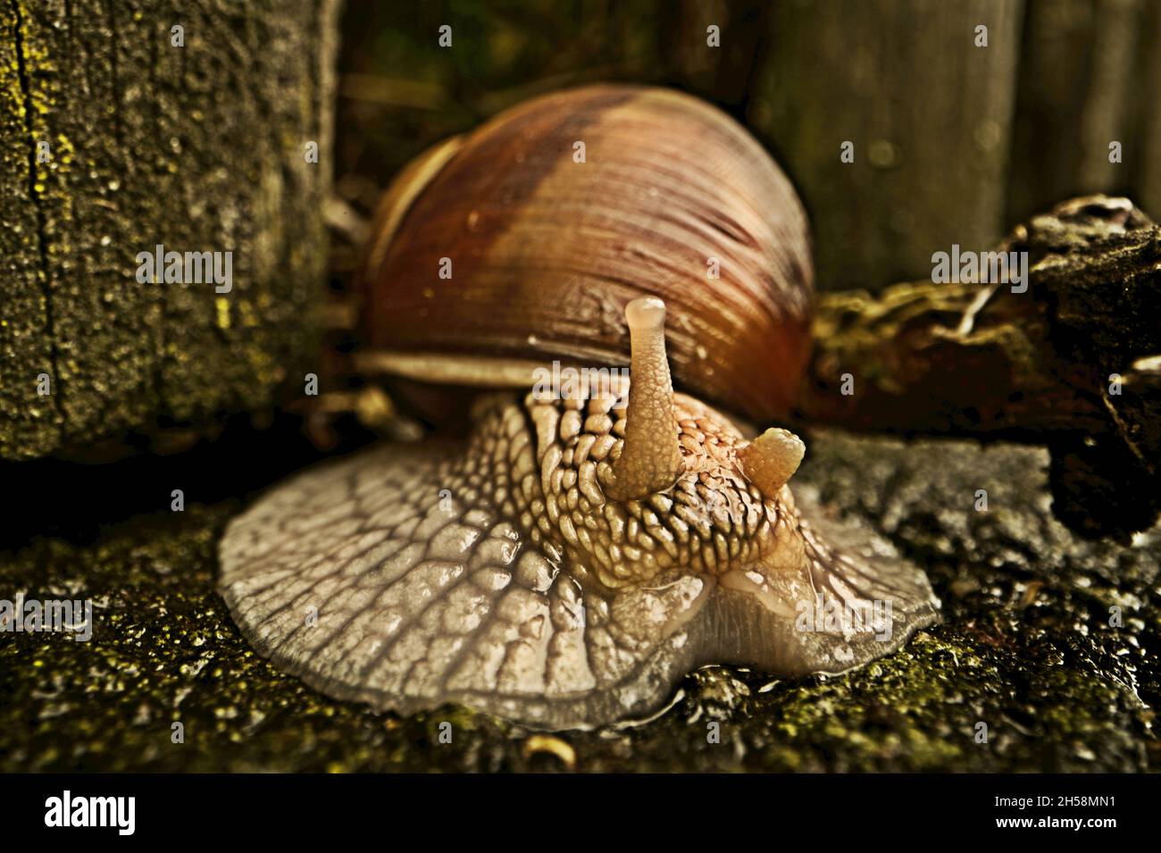 Edible snail (Helix pomatia) on wall in Swiss garden Stock Photo - Alamy