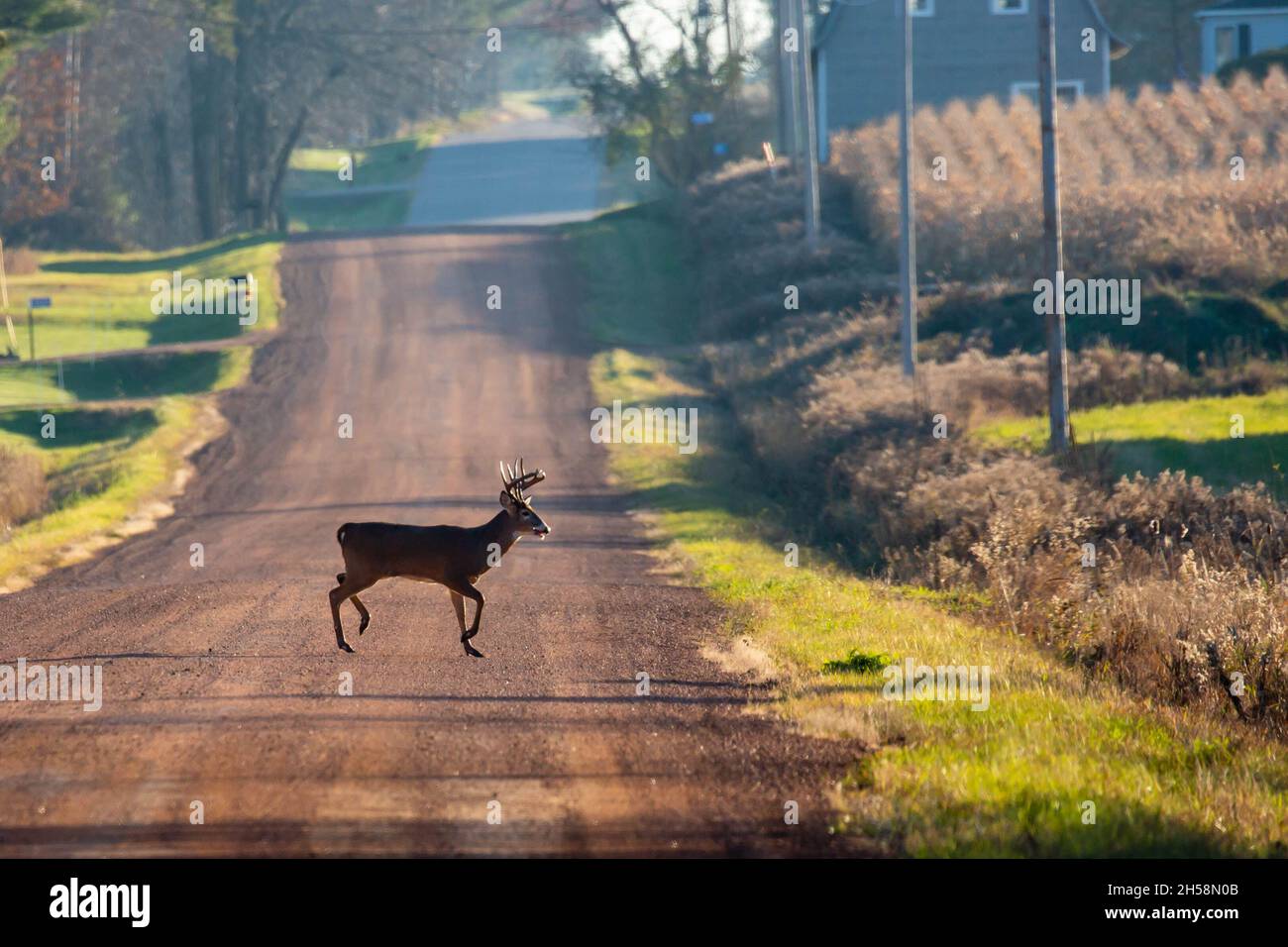 White-tailed deer buck (odocoileus virginianus) walking across a gravel ...