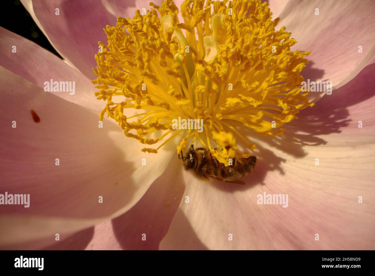 Bee in open pink Peony with yellow hearts in herbaceous border Stock ...