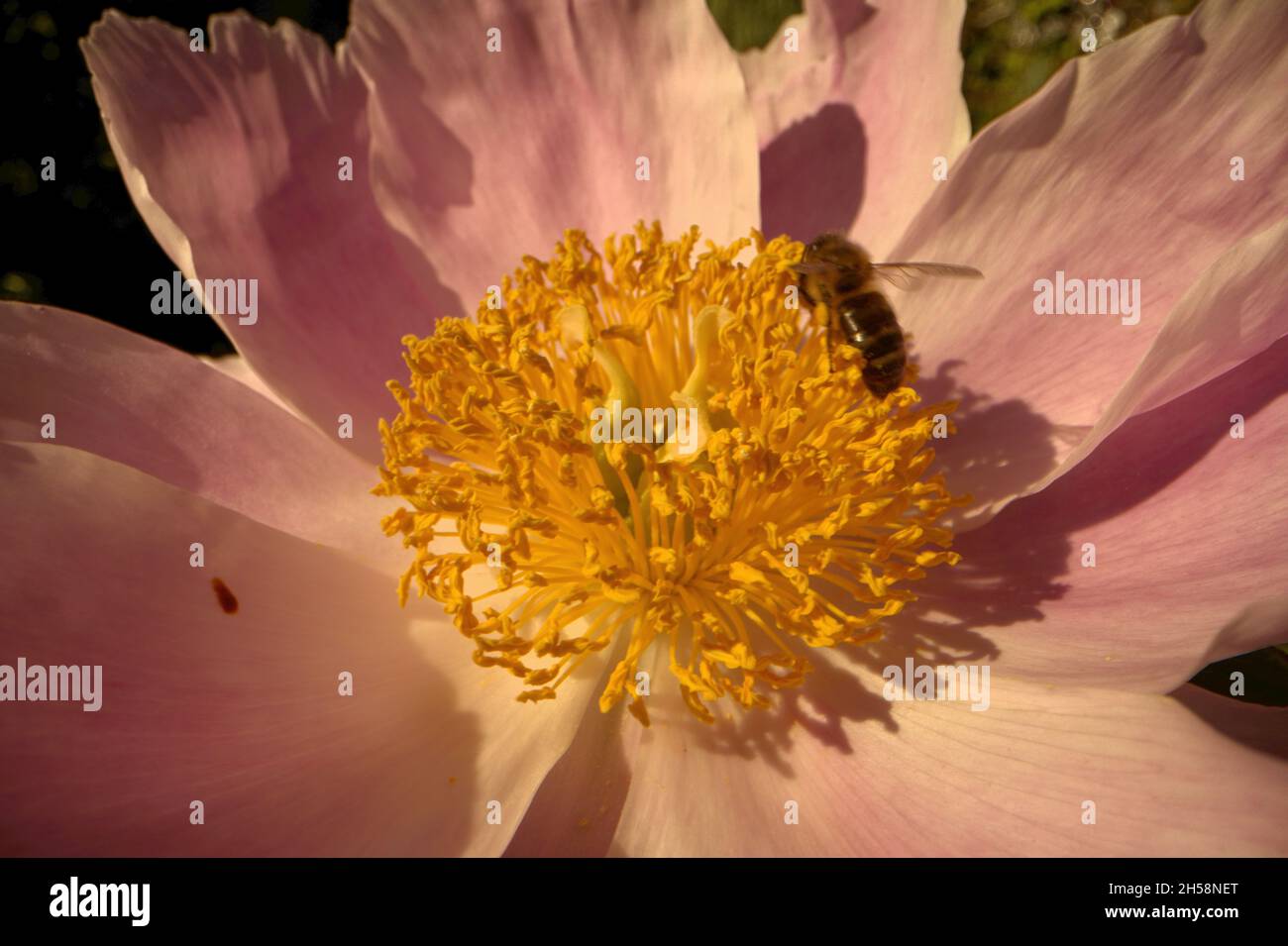 Bee in open pink Peony with yellow hearts in herbaceous border Stock ...