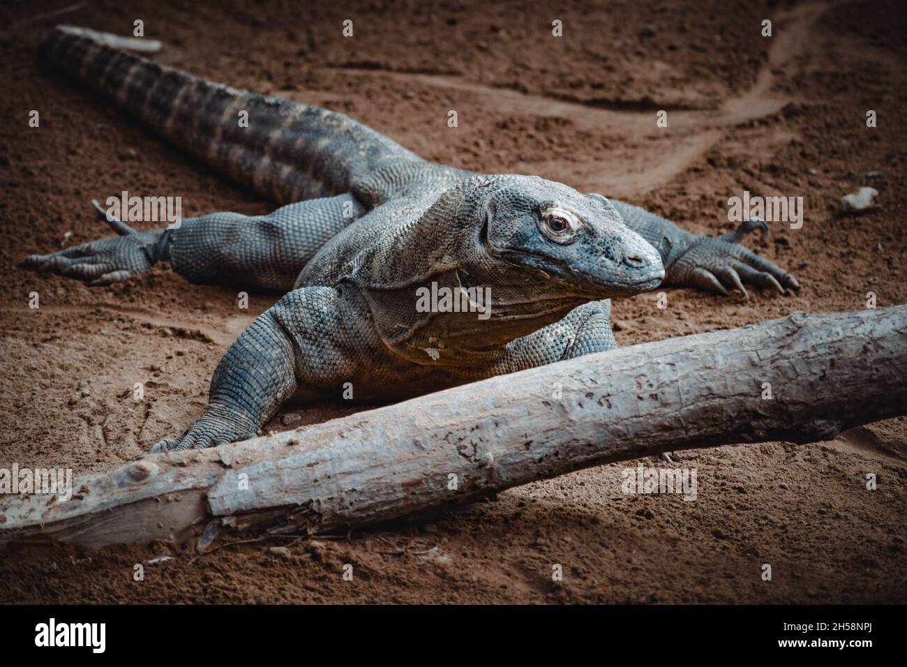 a fantastic portrait of a komodo dragon Stock Photo - Alamy