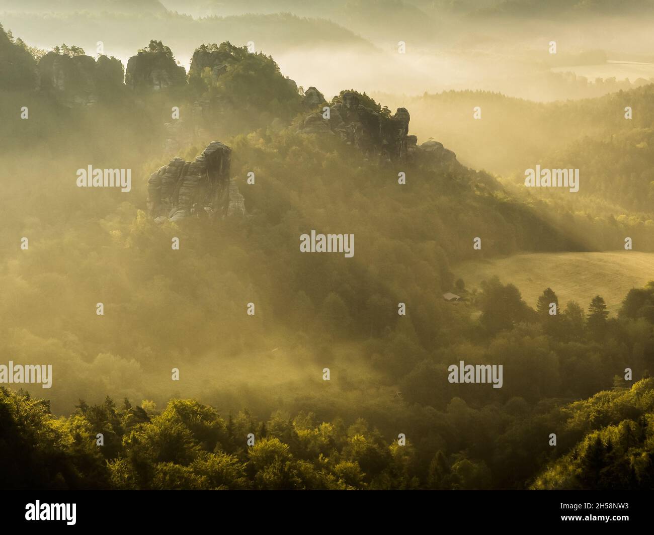 The sun rays falling on growing vegetation in a forest Stock Photo - Alamy