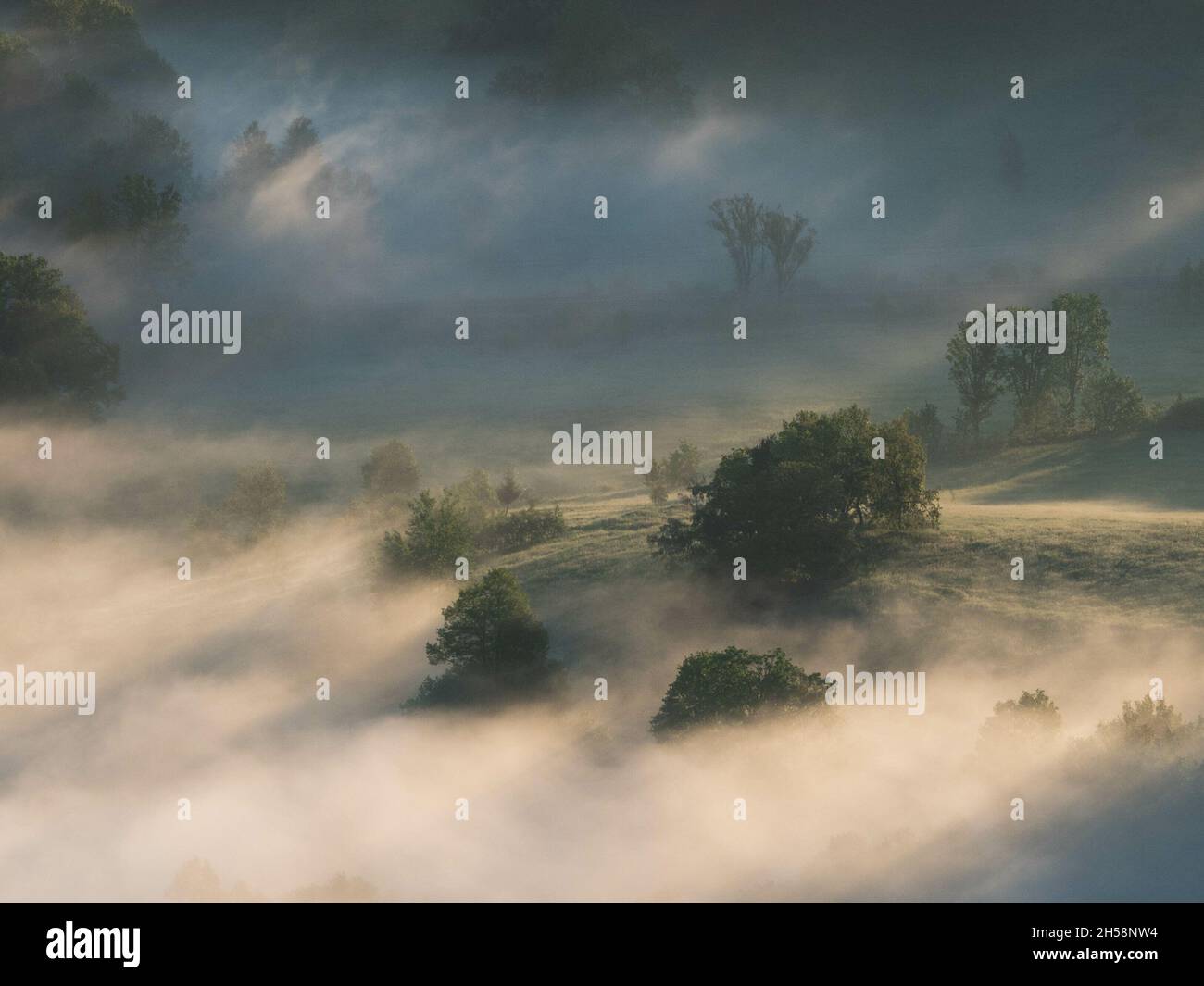 The sun rays falling on growing vegetation in a forest Stock Photo - Alamy