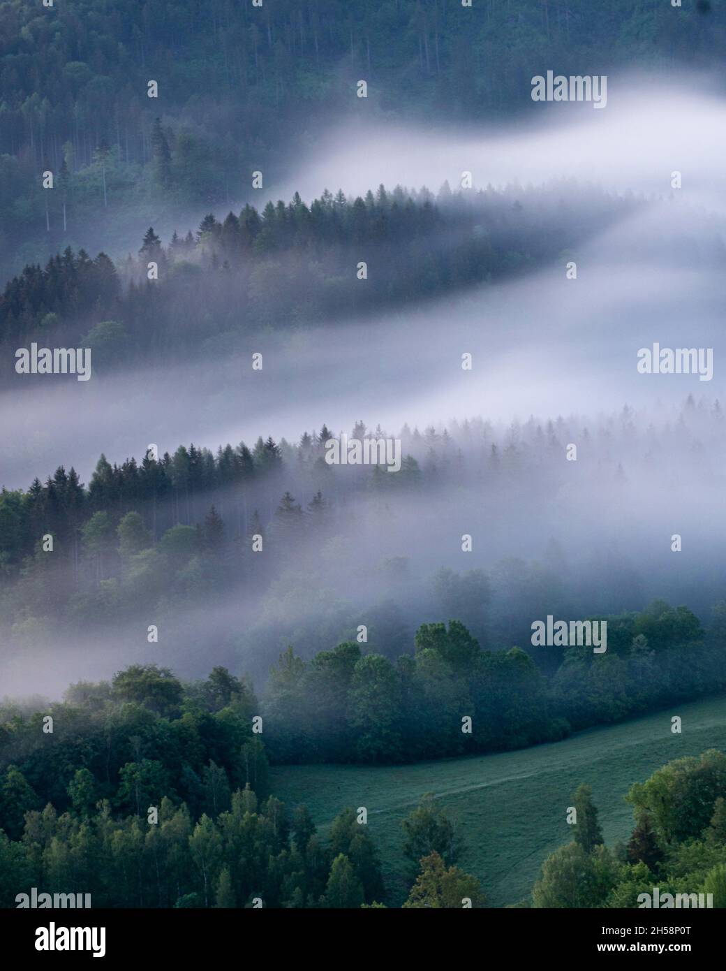 Mist clad trees hi-res stock photography and images - Alamy
