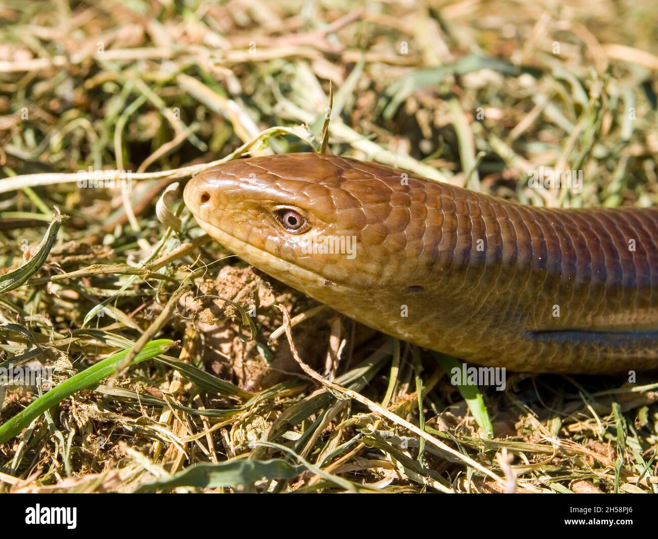 Limbless lizard hi-res stock photography and images - Alamy