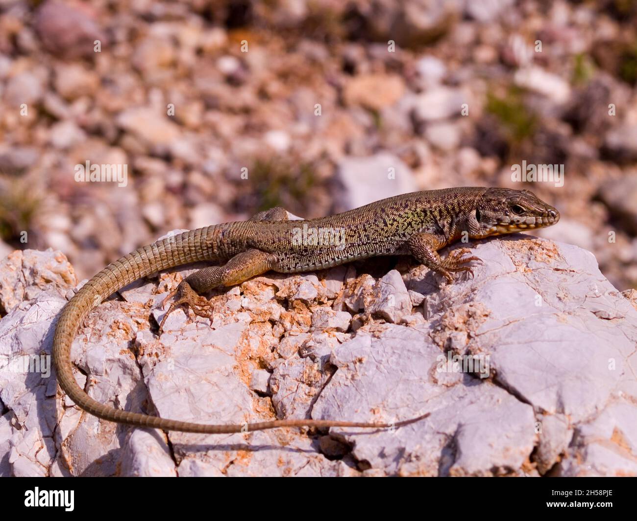 Aegean species hi-res stock photography and images - Alamy