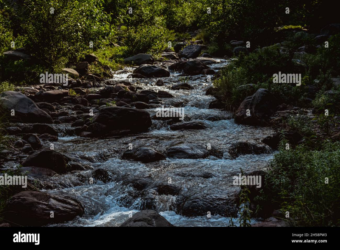 Stream water passing through forest hi-res stock photography and images ...