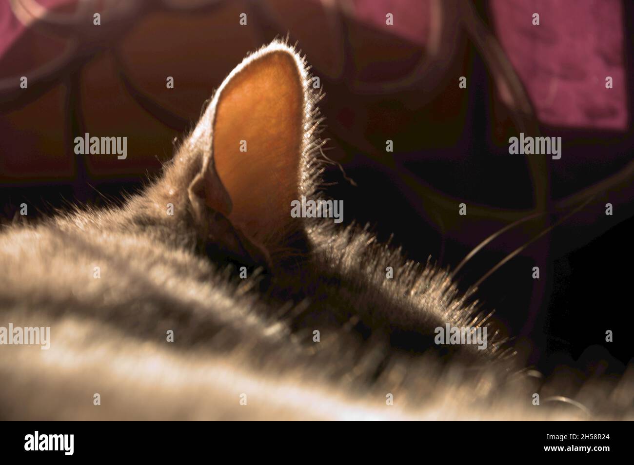 Ear of tabby cat backlit in sunshine Stock Photo - Alamy