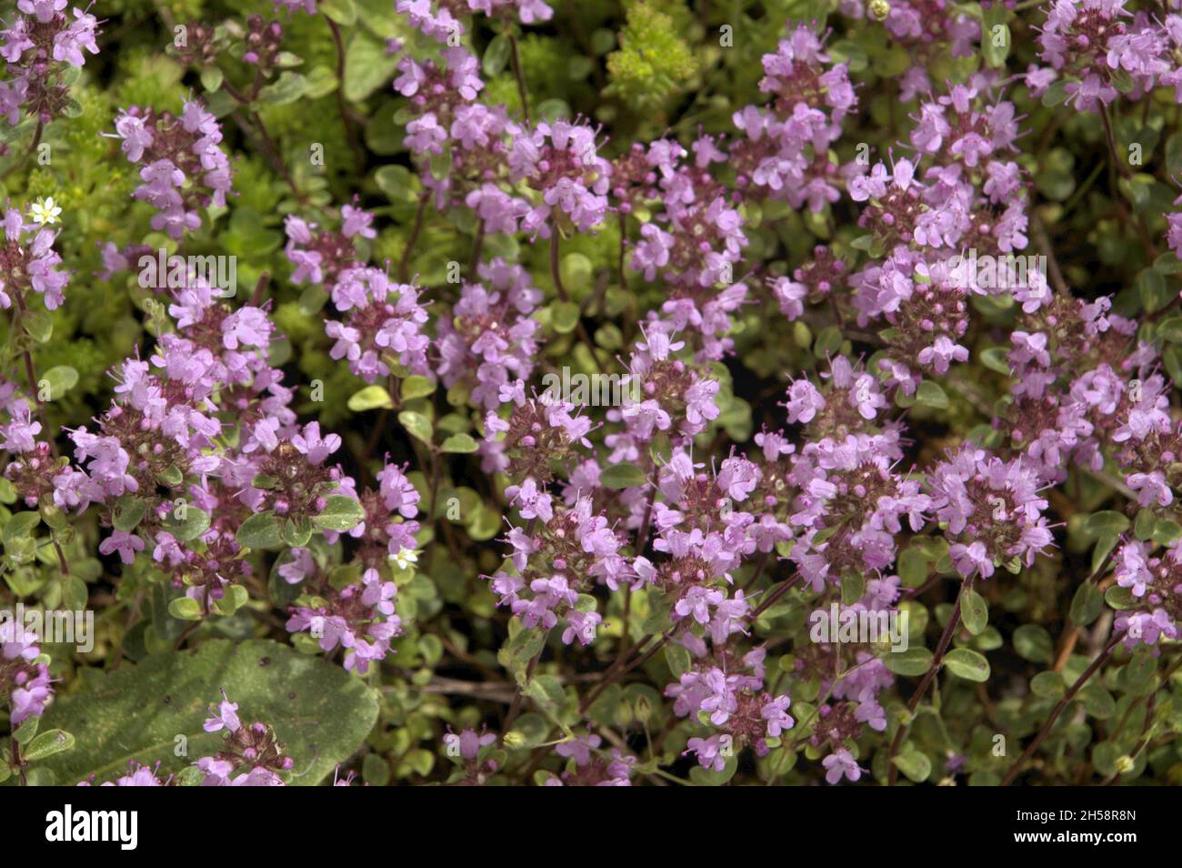 Thyme thymus sp hi-res stock photography and images - Alamy