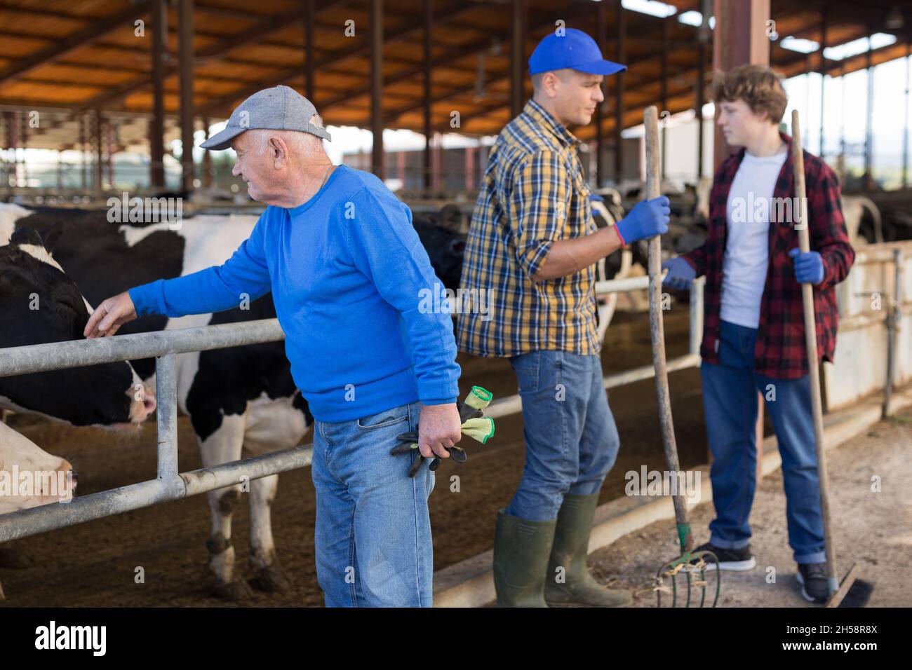 Smiling elderly livestock farm owner playing with cow Stock Photo - Alamy