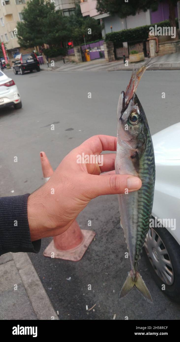 Hold fish in mouth hi-res stock photography and images - Alamy