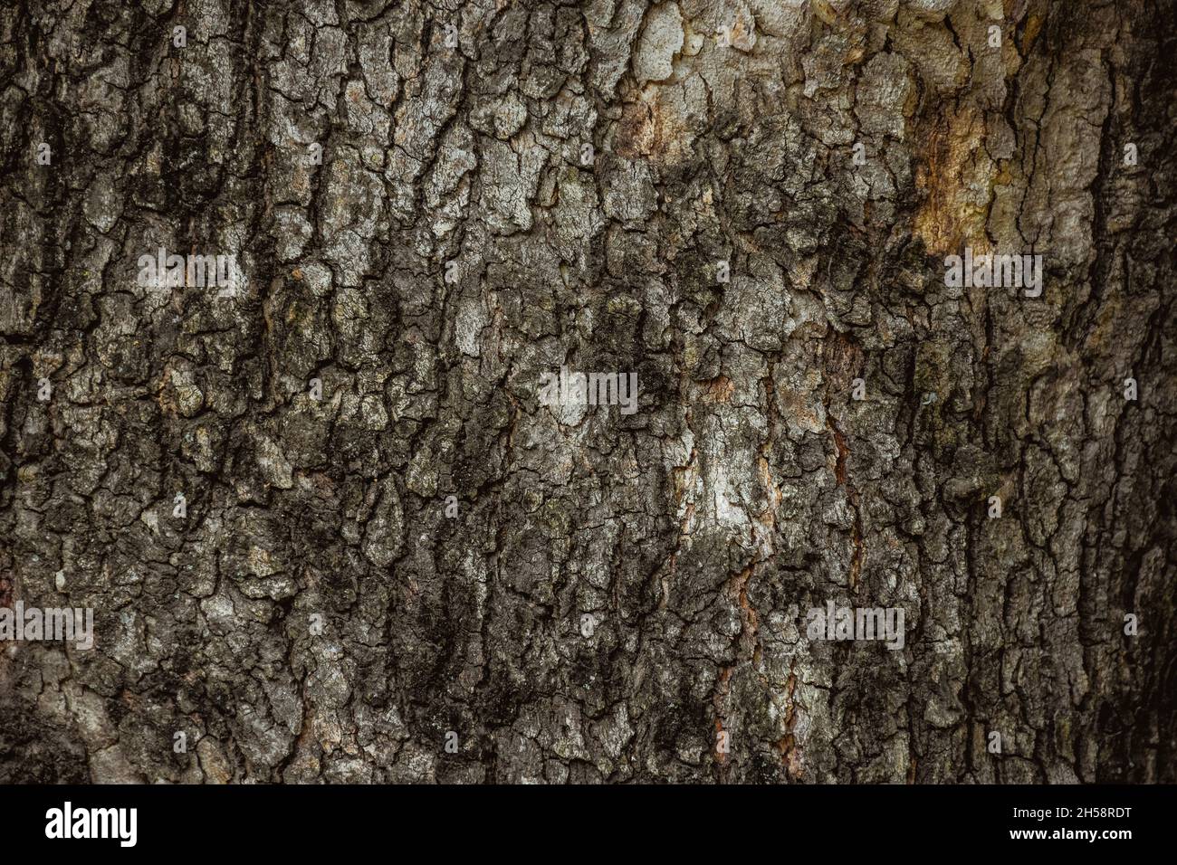Texture of a tree wooden surface Stock Photo - Alamy