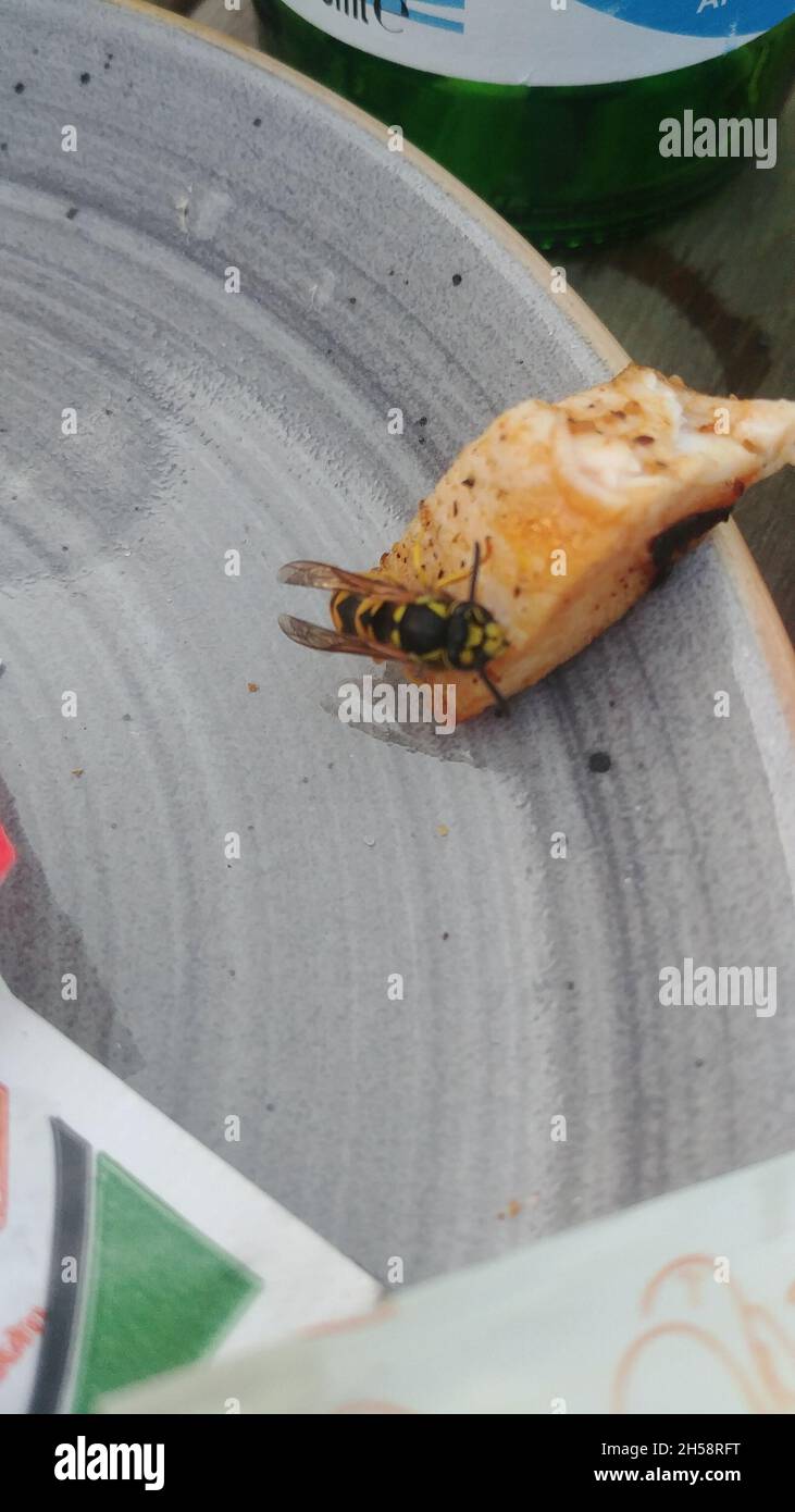 Honey bee eats food from the plate of the table Stock Photo - Alamy
