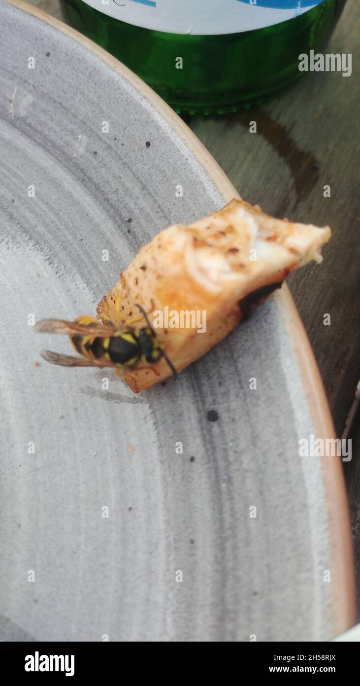 Honey bee eats food from the plate of the table Stock Photo - Alamy