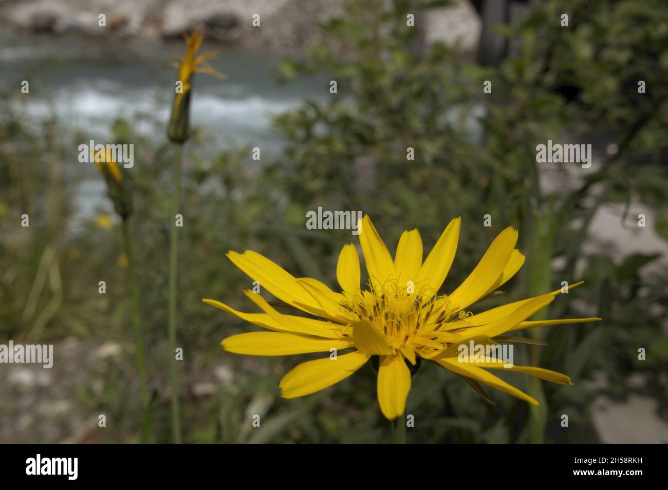 Tragopogon pratensis (common names Jack-go-to-bed-at-noon, meadow ...