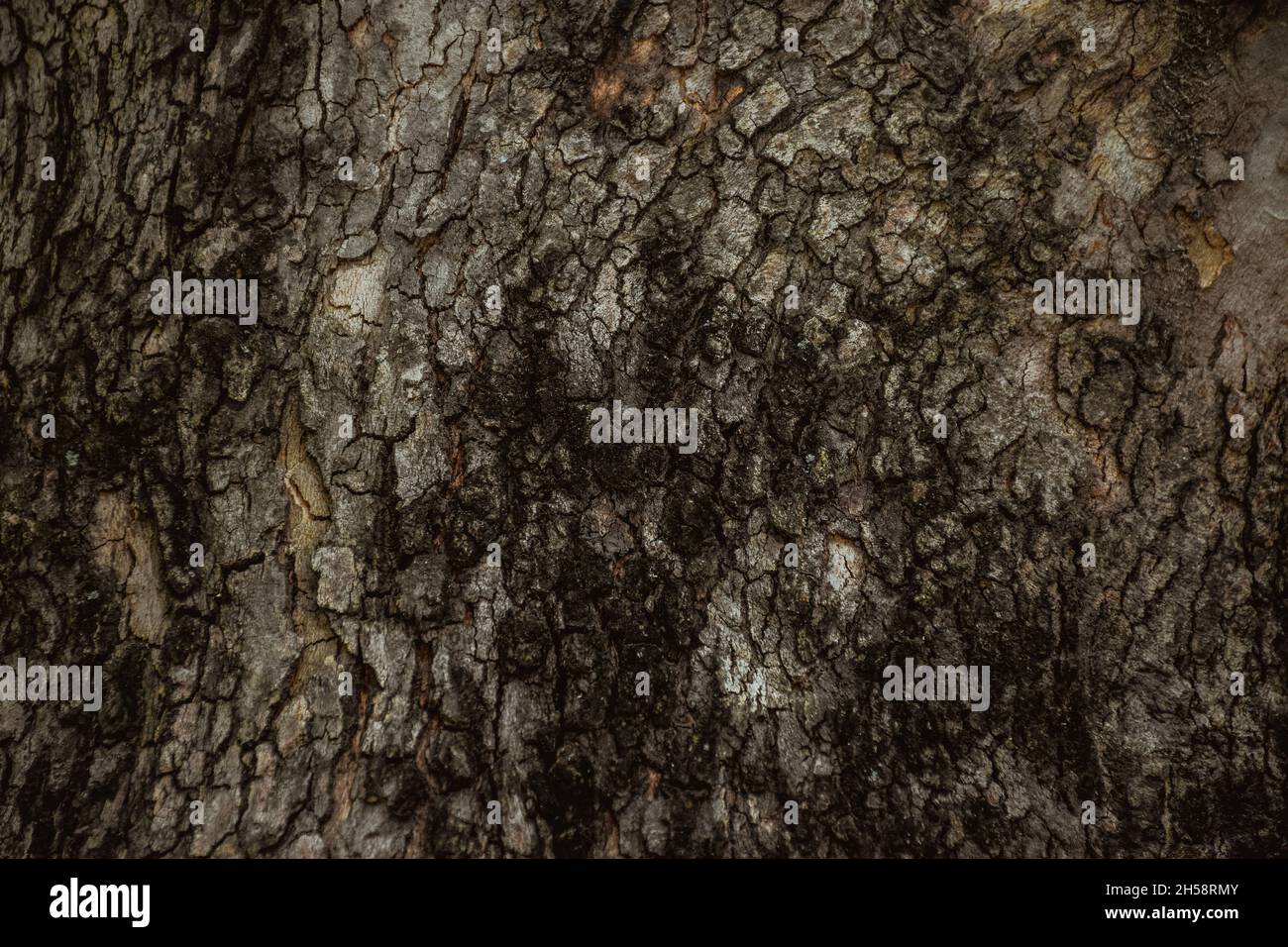 Texture of a tree wooden surface Stock Photo - Alamy