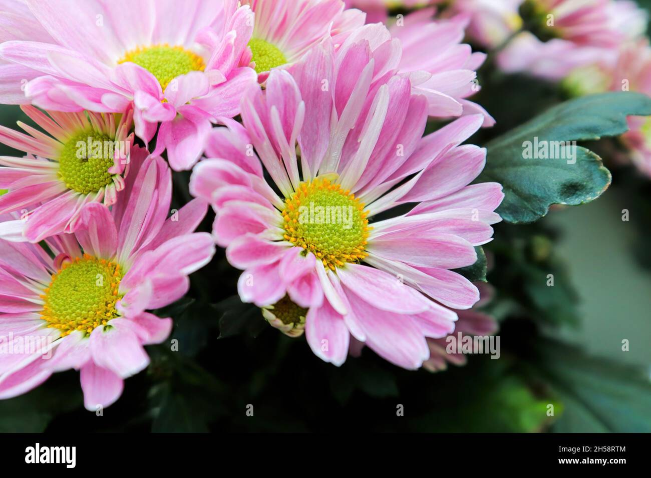 Growing chrysanthemums hi-res stock photography and images - Alamy