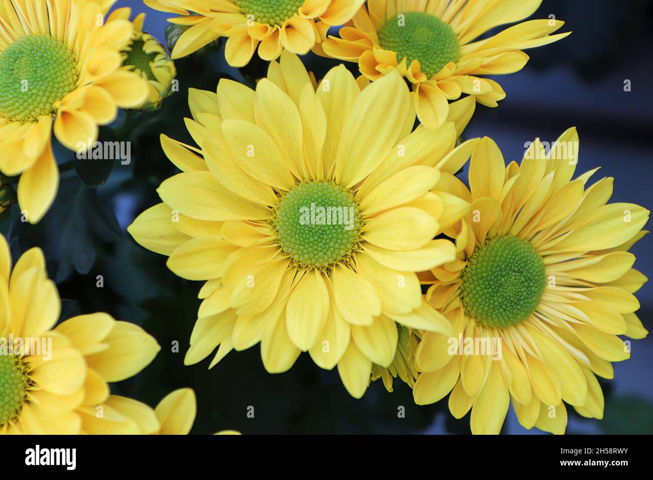 Closeup background of yellow and green centered mums Stock Photo - Alamy