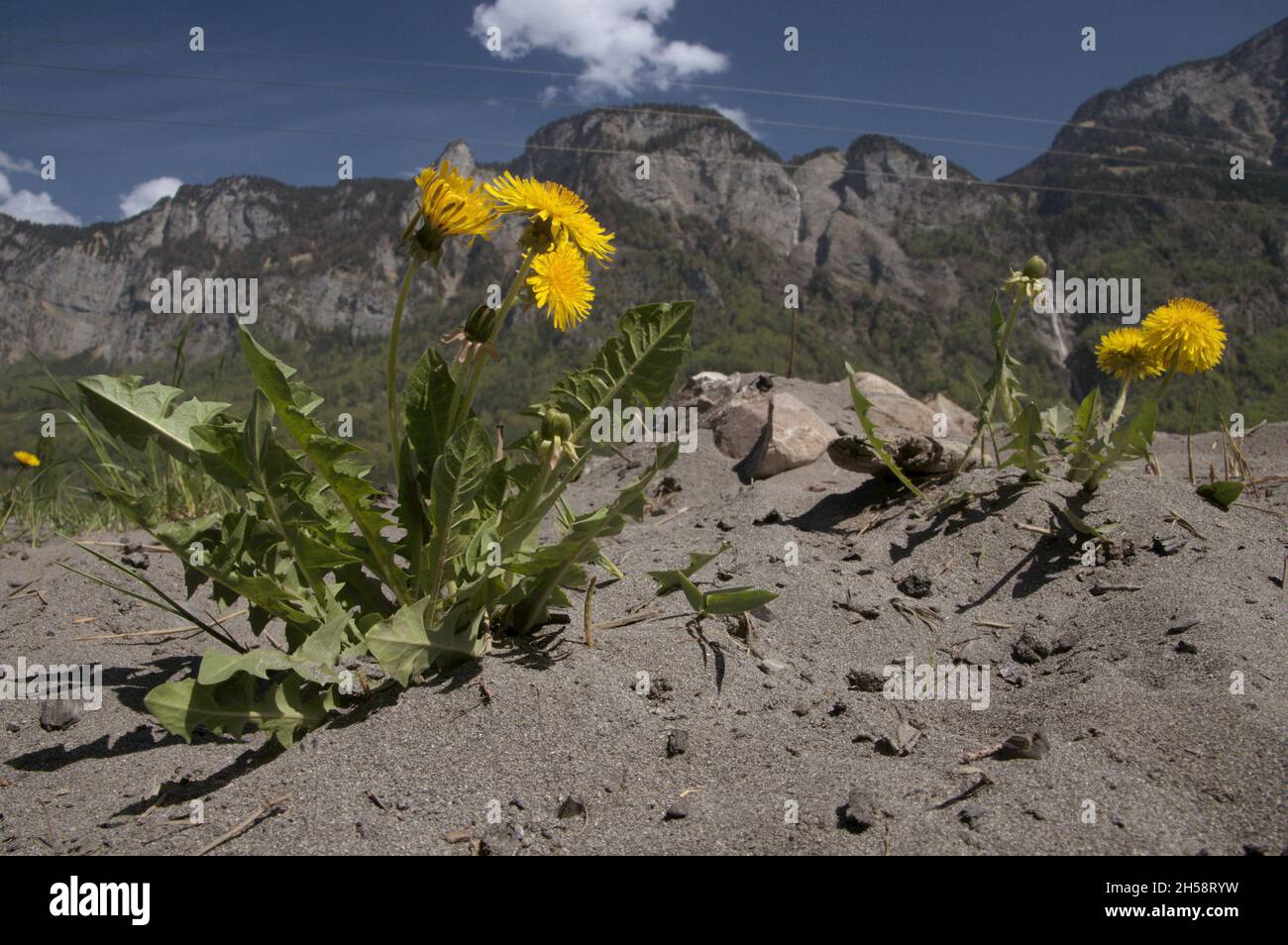 Dandelion (Taraxacum officinale) on sandy bank in the Swiss Alps Stock ...