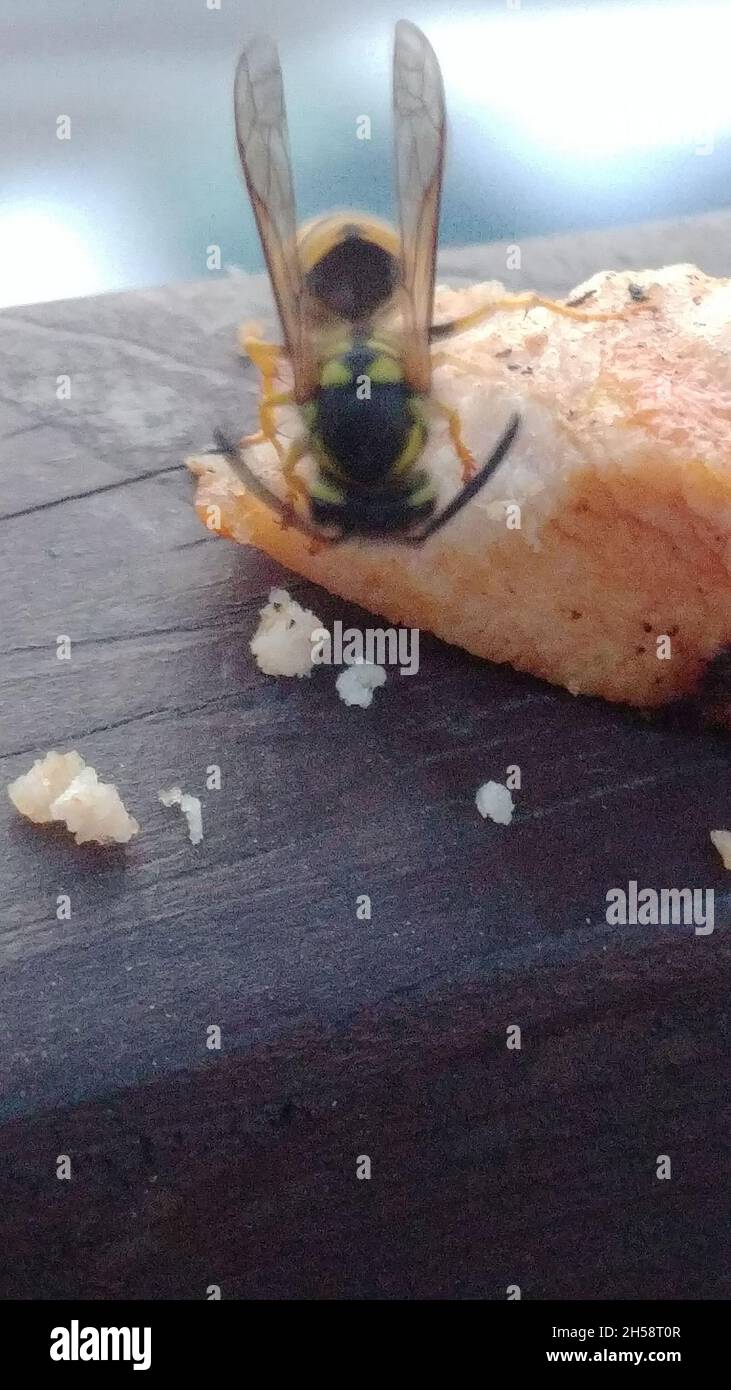 Honey bee tearing chicken meat on the table Stock Photo - Alamy