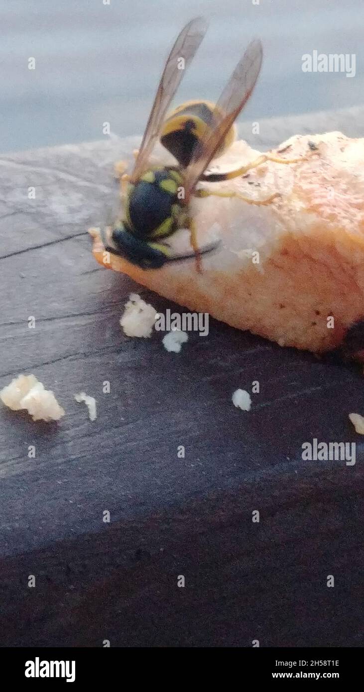 Honey bee tearing chicken meat on the table Stock Photo - Alamy