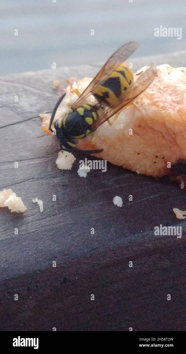 Tear meat hi-res stock photography and images - Alamy