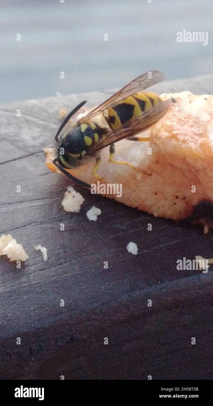 Honey bee tearing chicken meat on the table Stock Photo - Alamy