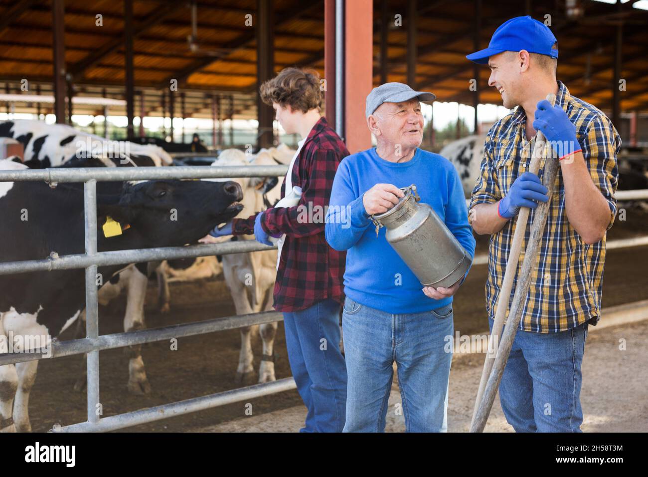 Dairy farmers having conversation in cowshed Stock Photo - Alamy