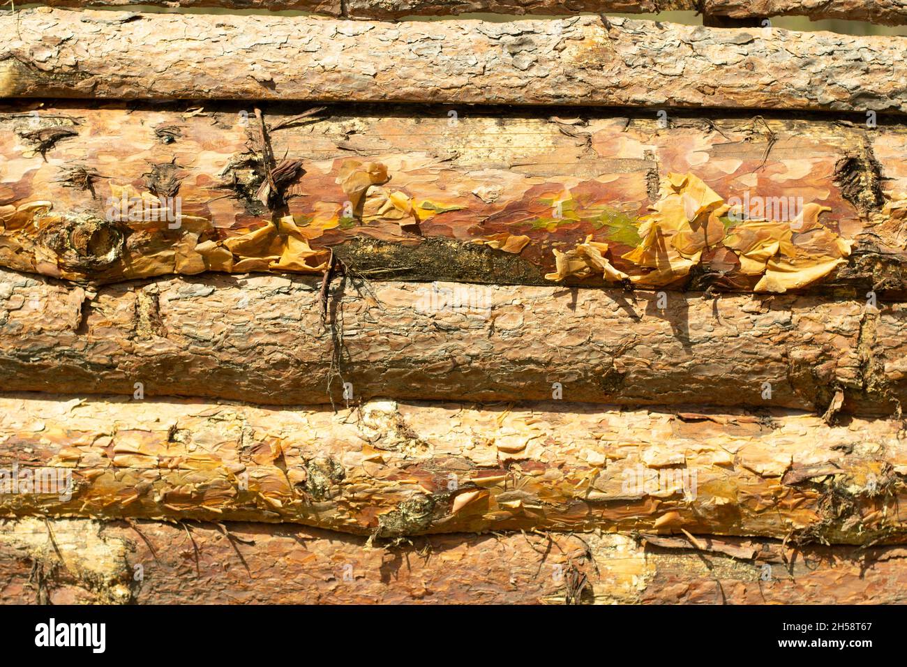 Fence of logs. Fence of pine boards. Fresh log house made of boards ...