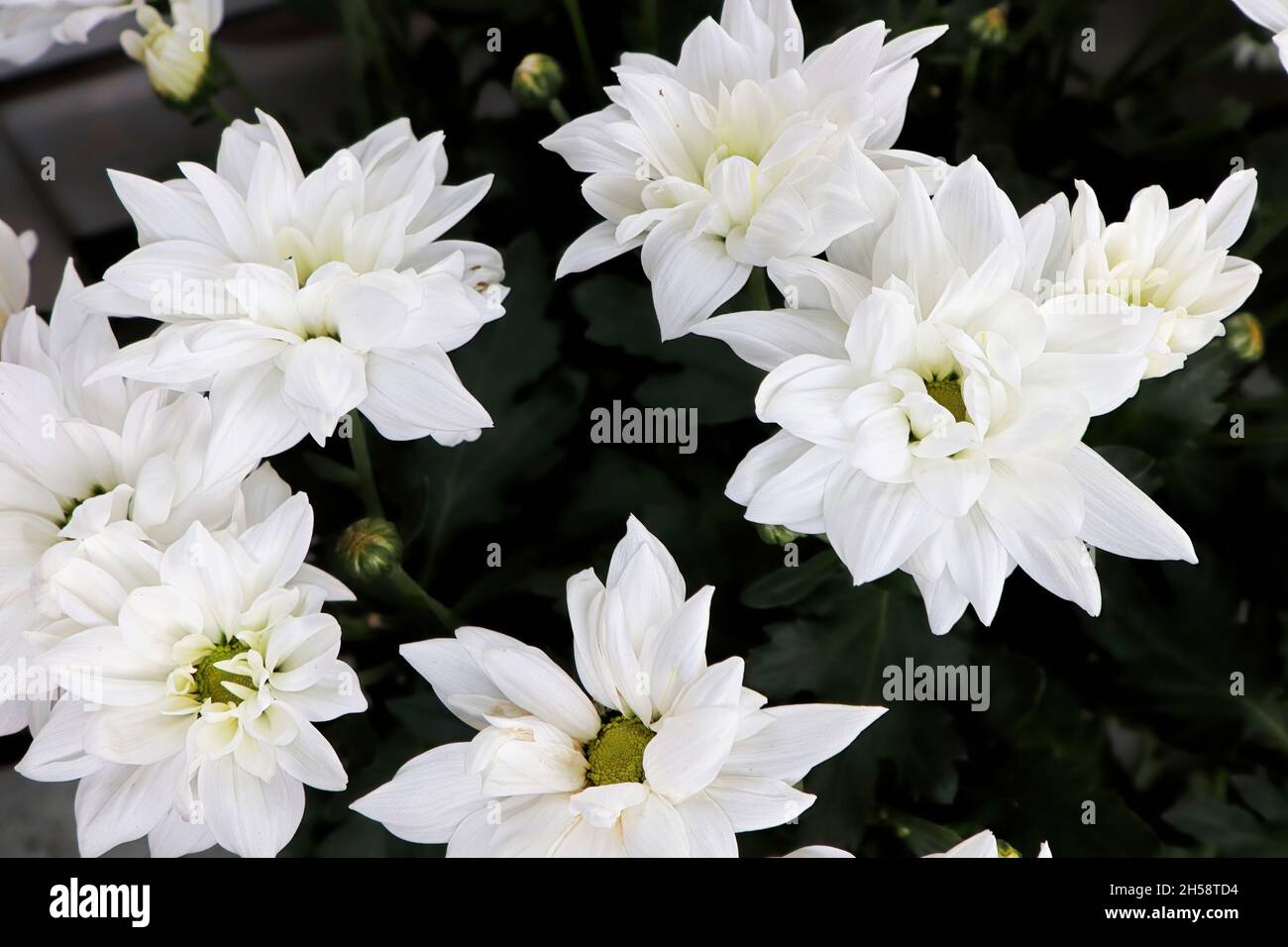 Closeup background of white Mums in bloom Stock Photo - Alamy