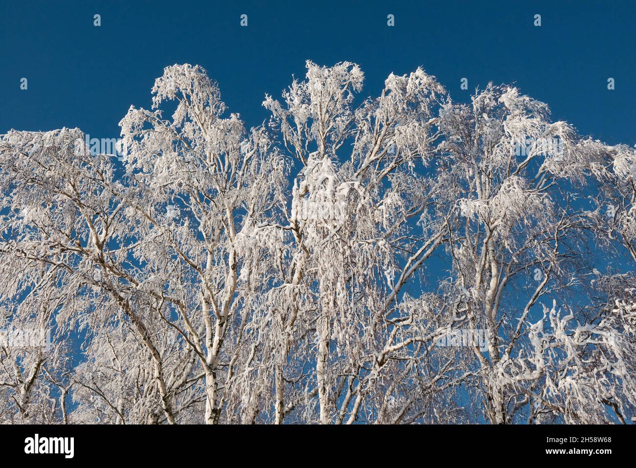 Frosty Winter Tree Stock Photo - Alamy