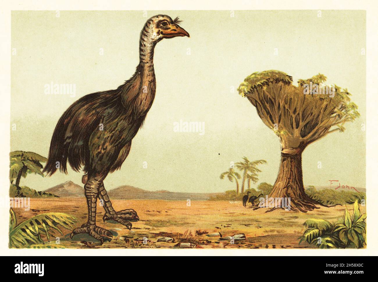 Giant moa and dragon tree. South Island giant moa, Dinornis robustus ...