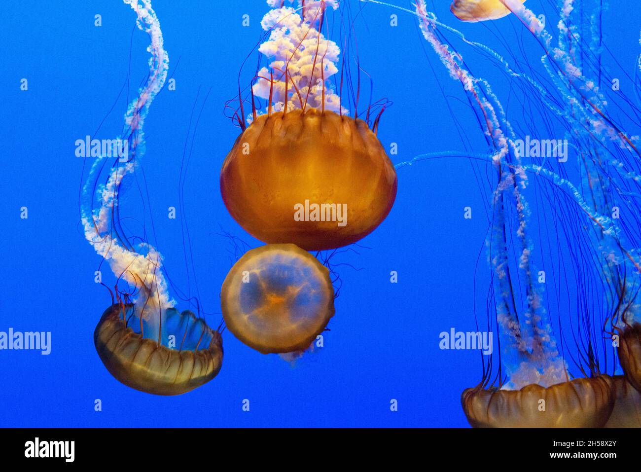 For displaying jellyfish, The Monterey Bay Aquarium uses a Kreisel tank ...