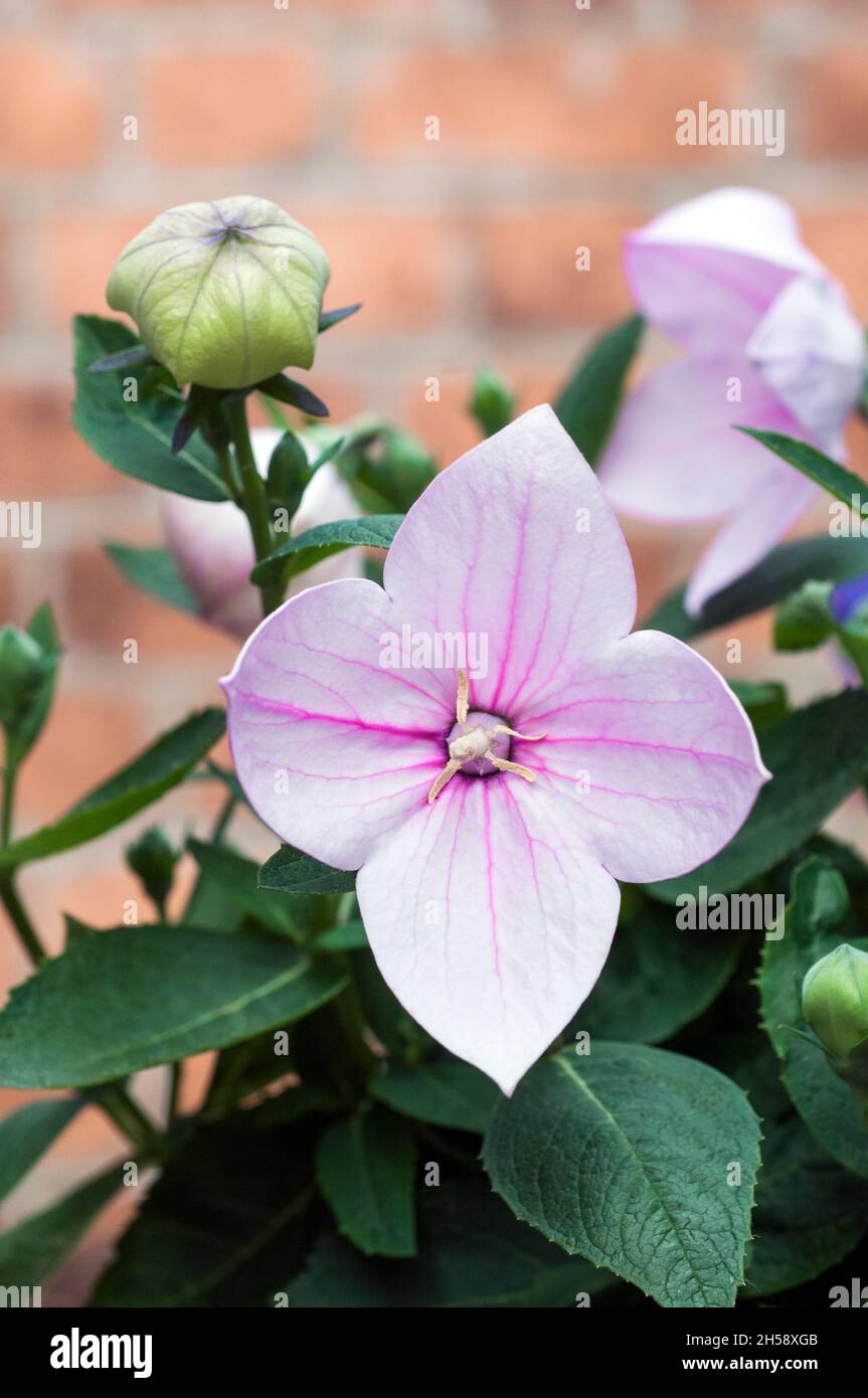 Close up of Pink Platycodon Grandiflorus or Balloon flower detail A ...