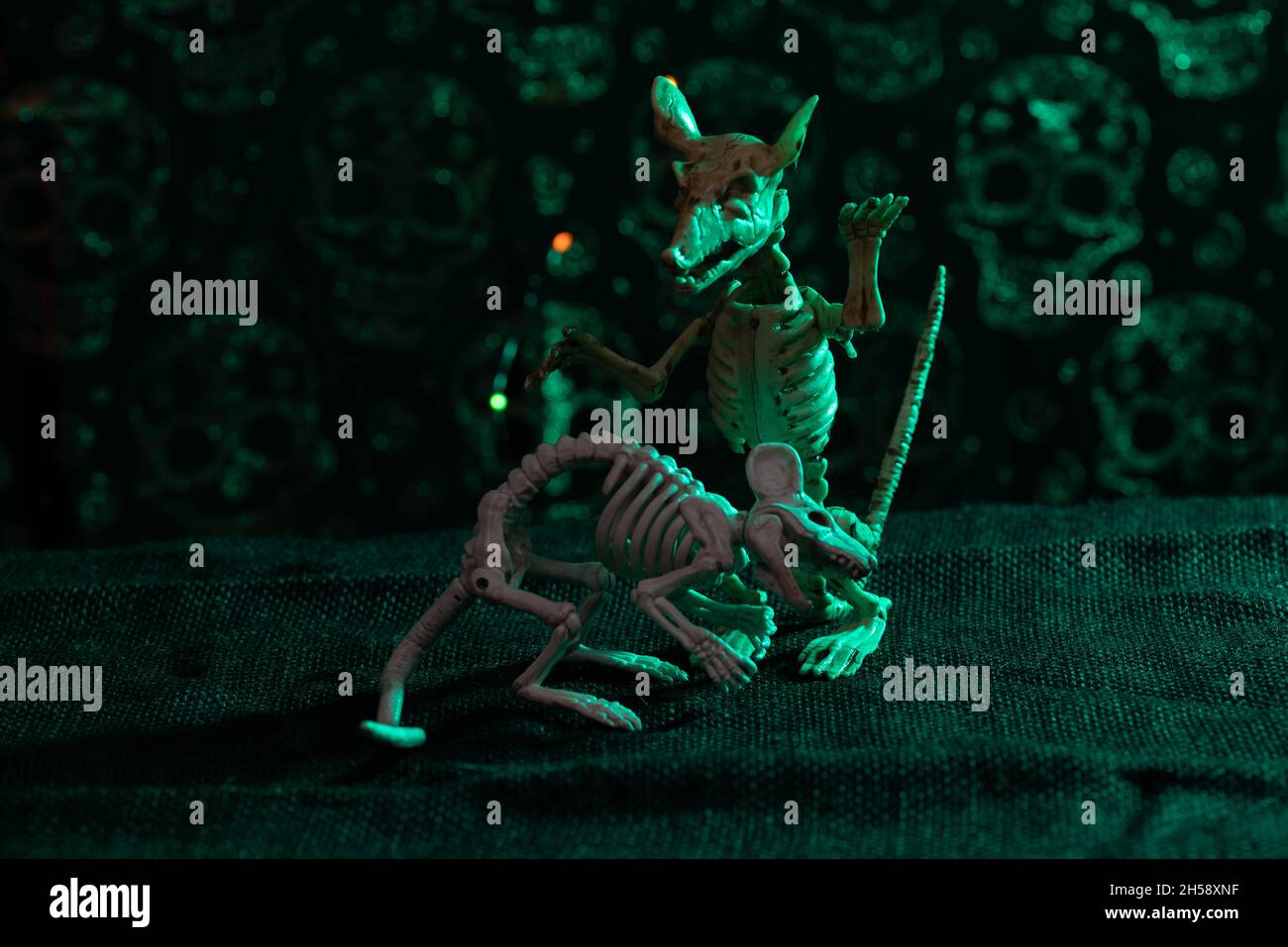 A vertical shot of Halloween rats figurines against a grungy skull wall ...
