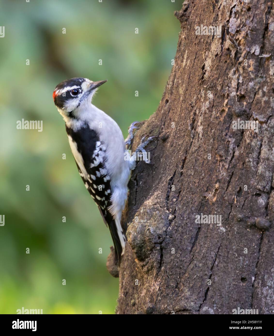 The downy woodpecker (Dryobates pubescens) feeding oh the dead tree ...